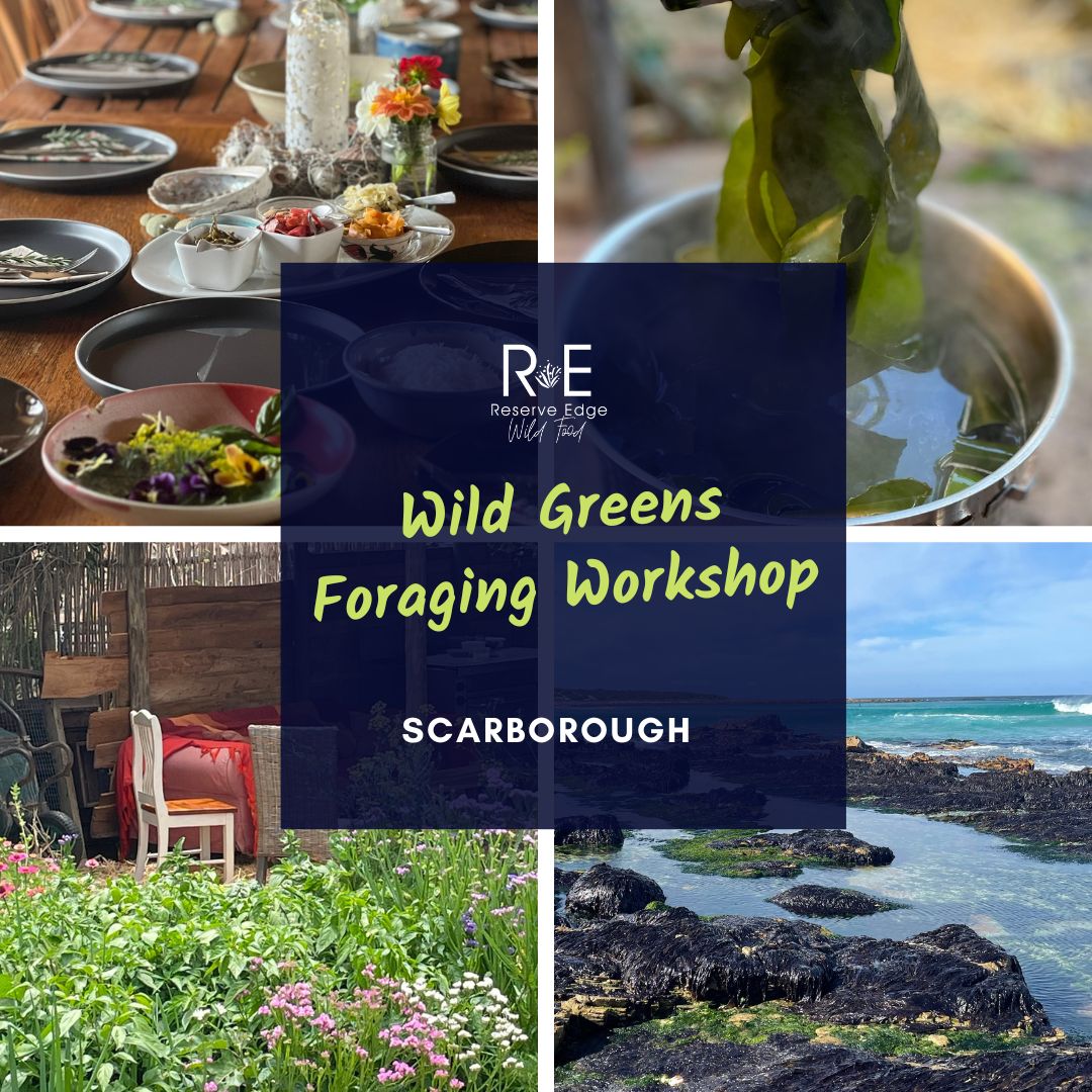 Coastal Foraging Workshops – RE Wildfood
