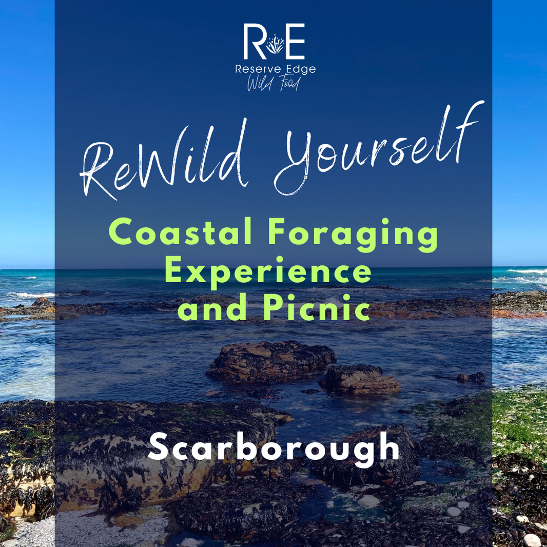 Coastal Foraging Workshops – RE Wildfood
