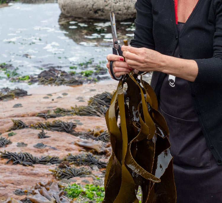 RE Wild Food offers nutritious and progressive experiences – RE Wildfood